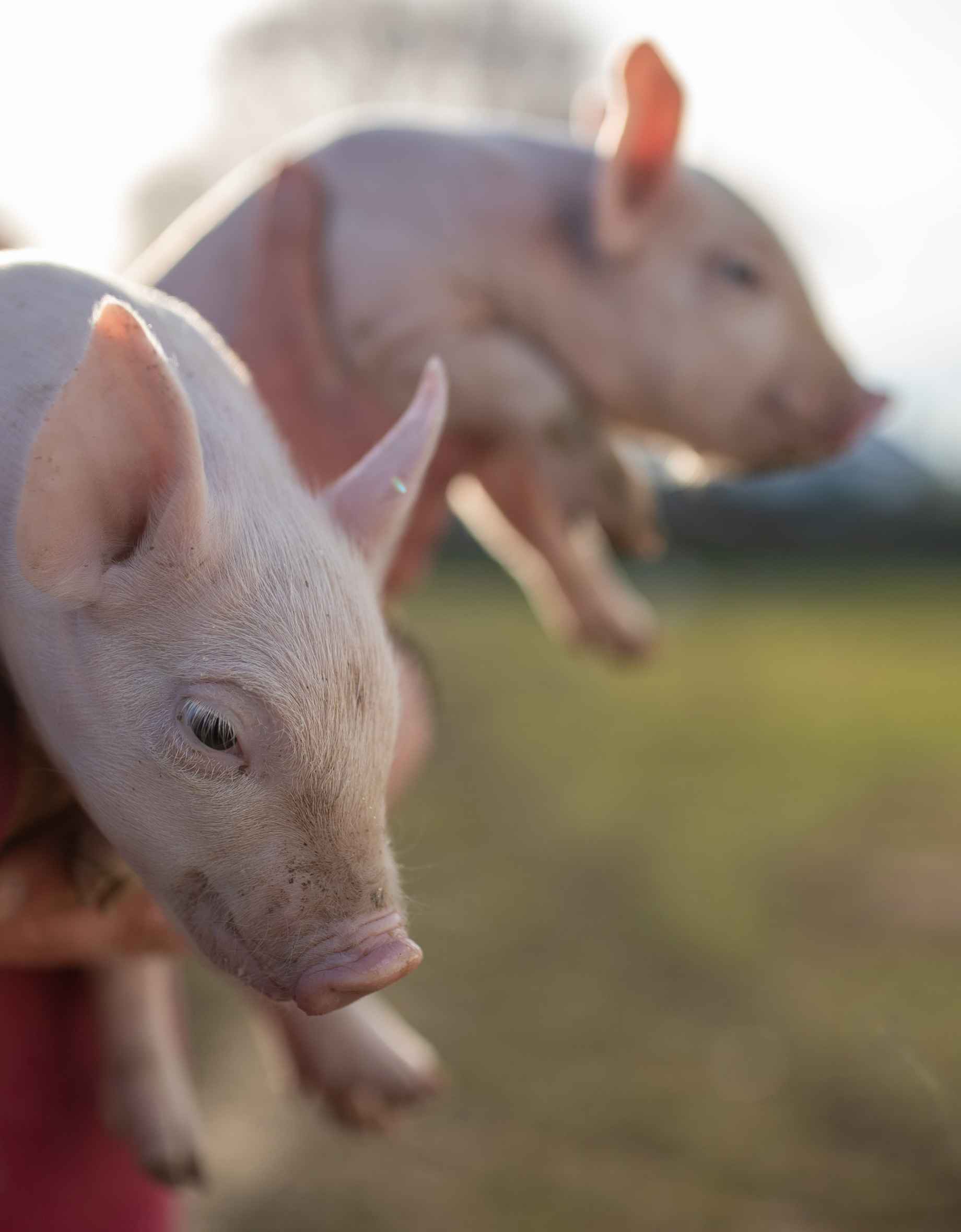 lunenburgvlees-bv – Quality Pork Products